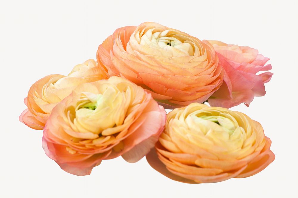 Orange ranunculus flowers isolated image | Free Photo - rawpixel
