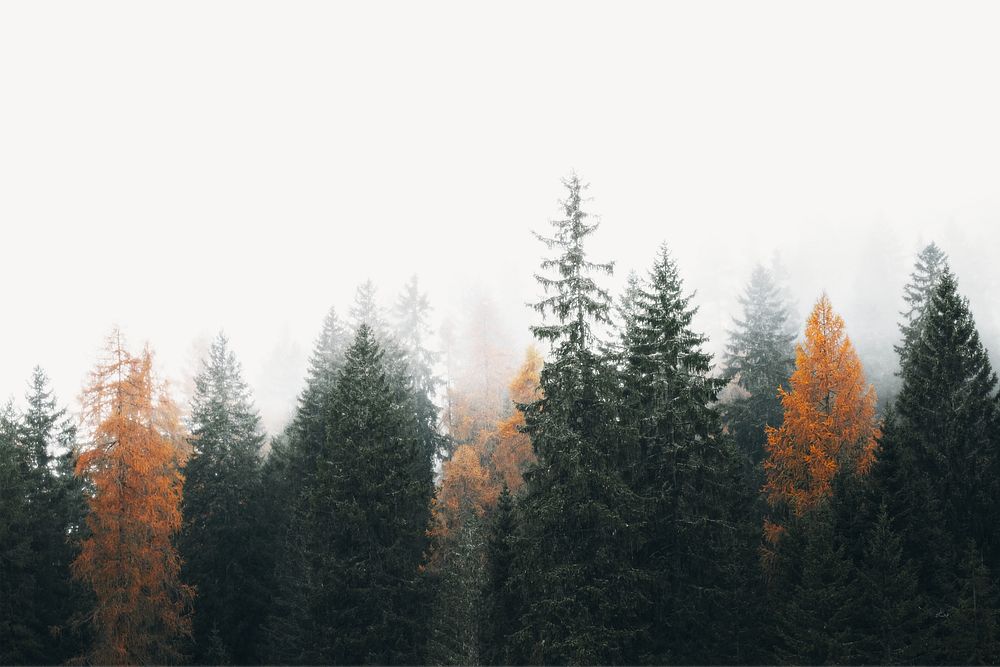 Misty autumn forest, border background | Free Photo - rawpixel