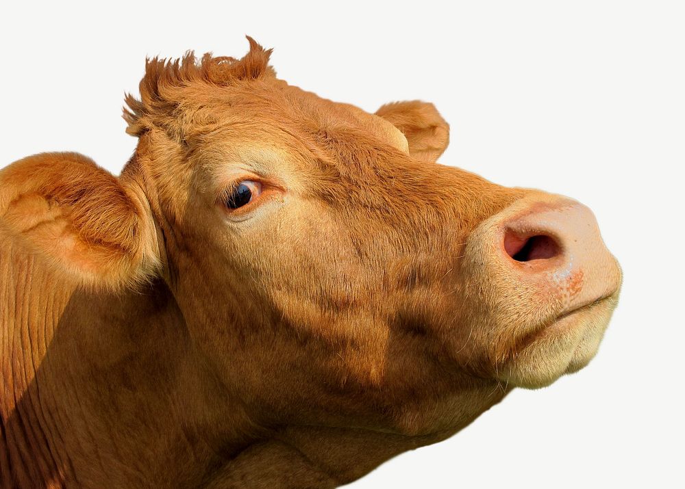 Funny cow face collage element, | Premium PSD - rawpixel