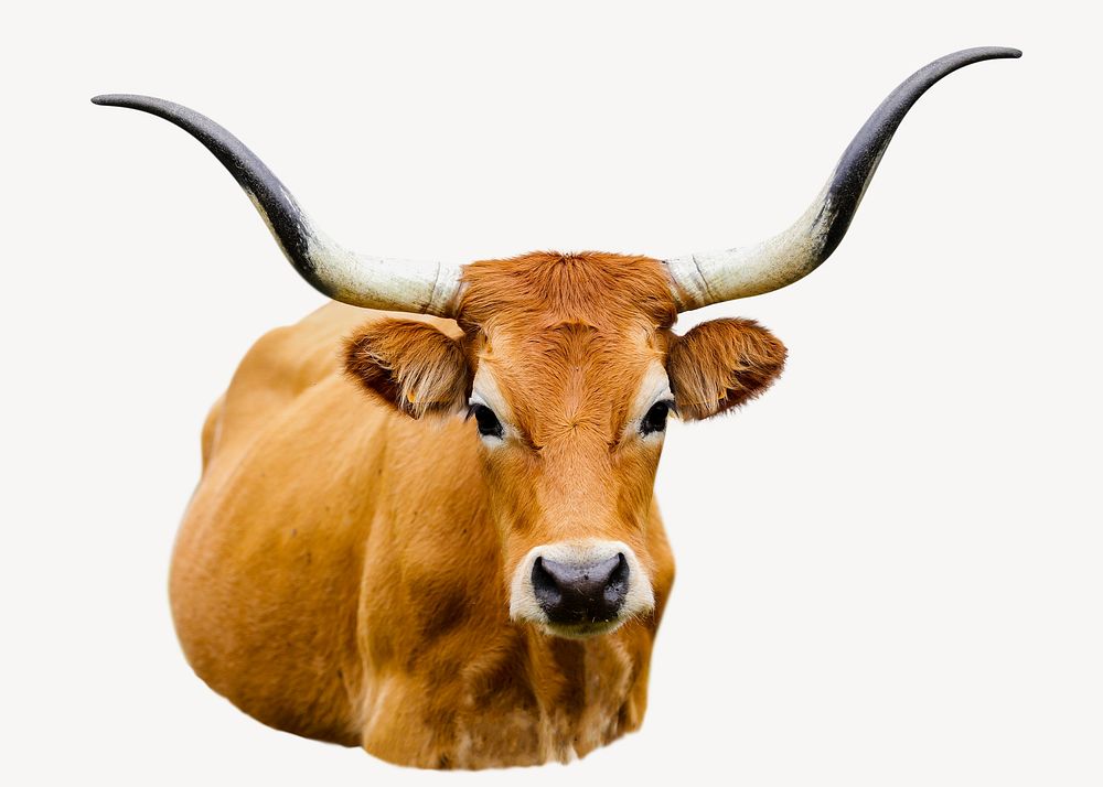 Cachena cattle collage element, isolated | Free Photo - rawpixel