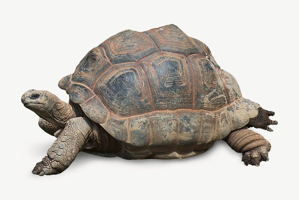 Aldabra giant tortoise collage element | Premium PSD - rawpixel