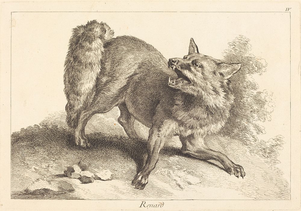 Renard (Fox) Jean Eric Rehn, | Free Photo Illustration - rawpixel