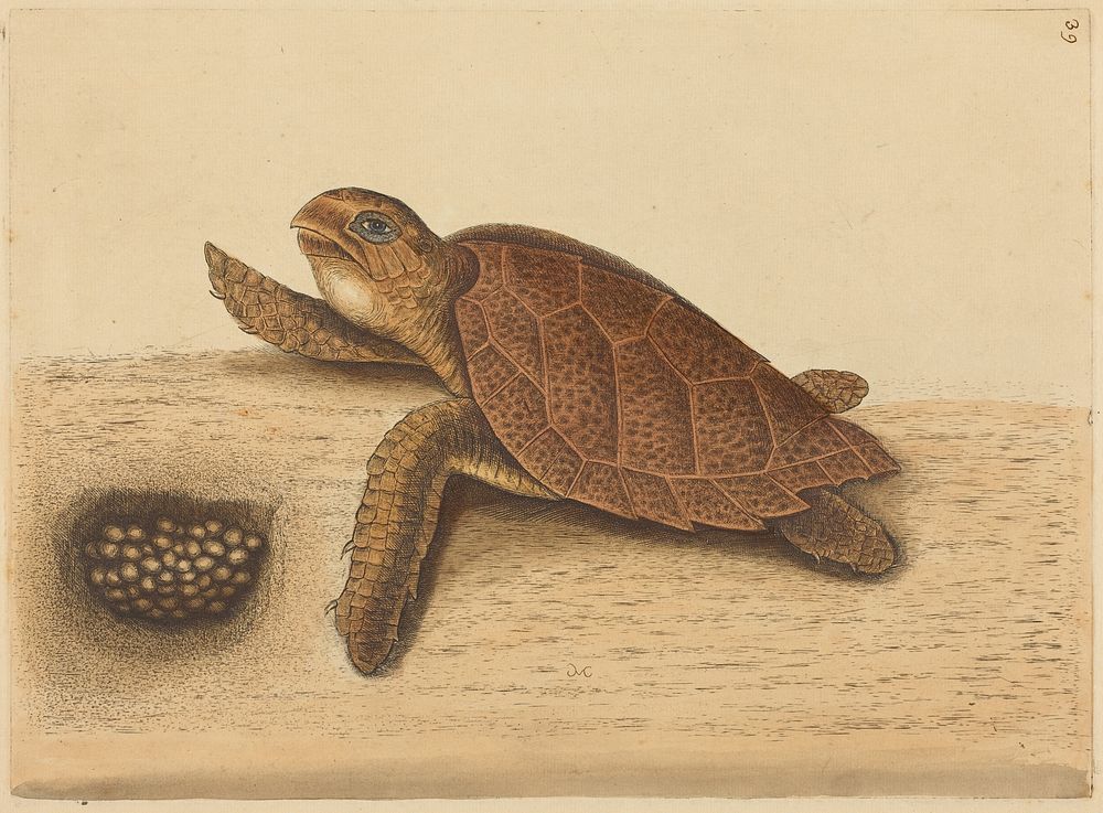Hawks-bill Turtle (Testudo caretta) (published | Free Photo ...
