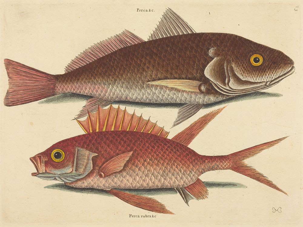 Natural History Mullet Fish Illustrations Images | Free Photos, PNG ...