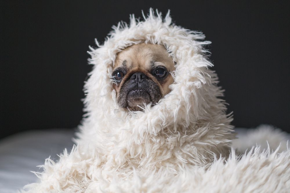 Cute dog wrapped blanket taking | Free Photo - rawpixel