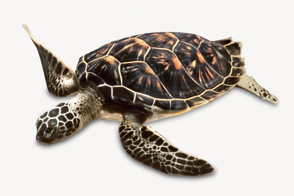 Turtle marine animal sea reptile | Free Photo - rawpixel