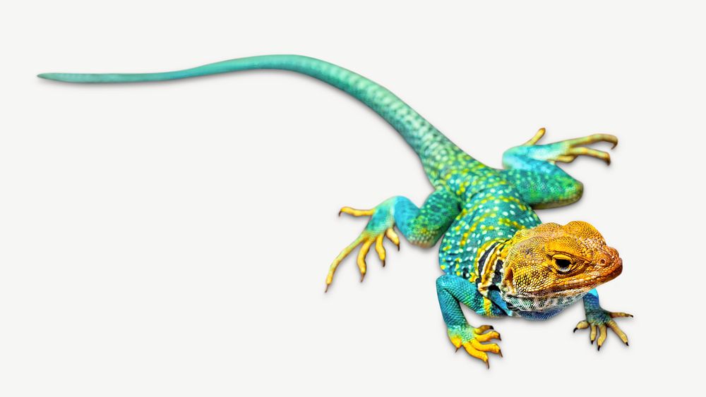 Wildlife lizard colorful reptile psd | Premium PSD - rawpixel