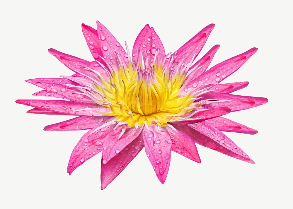 Pink blossoming lotus collage element | Premium PSD - rawpixel