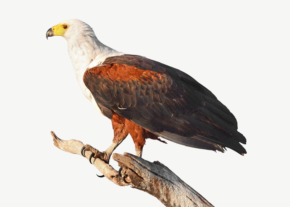 Eagle collage element psd | Premium PSD - rawpixel