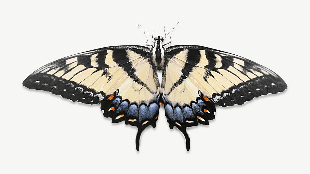 Tiger Swallowtail butterfly isolated element | Premium PSD - rawpixel
