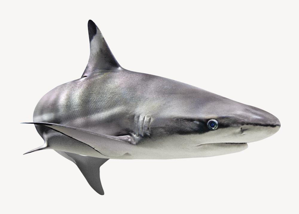 Shark marine animal isolated image | Free Photo - rawpixel