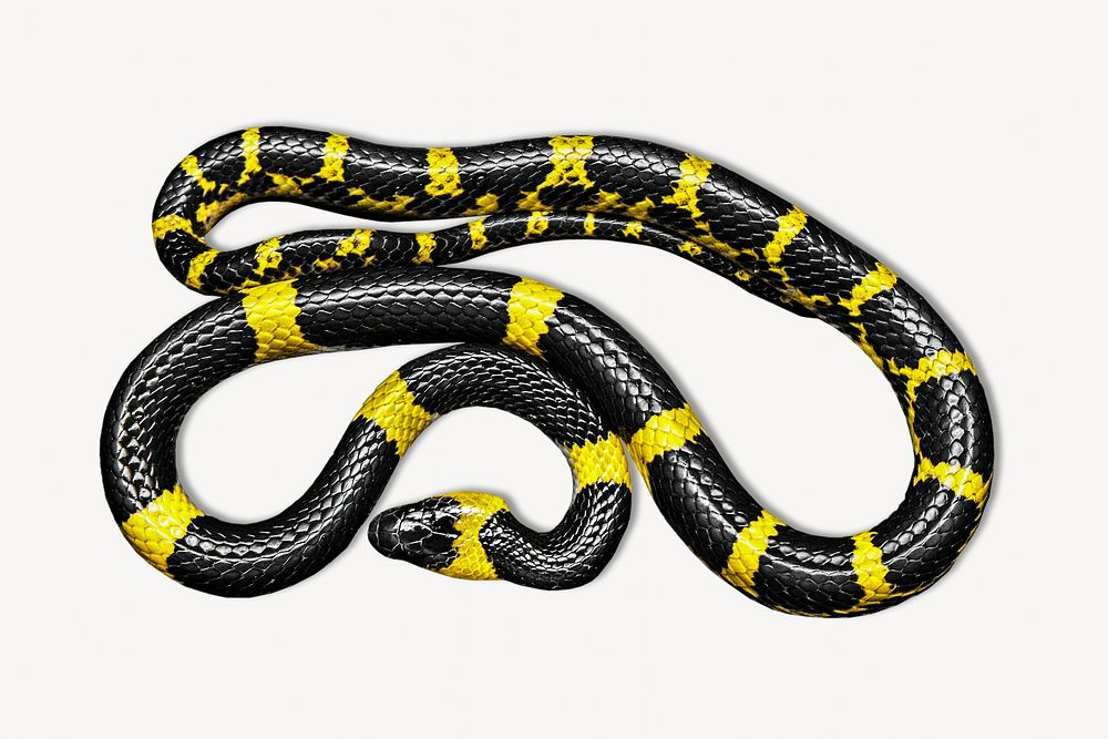 Lycodon snake isolated image white | Free Photo - rawpixel