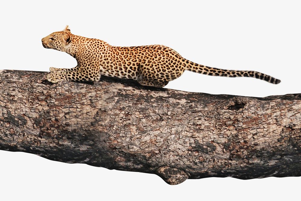Free leopard image, public domain | Free Photo - rawpixel