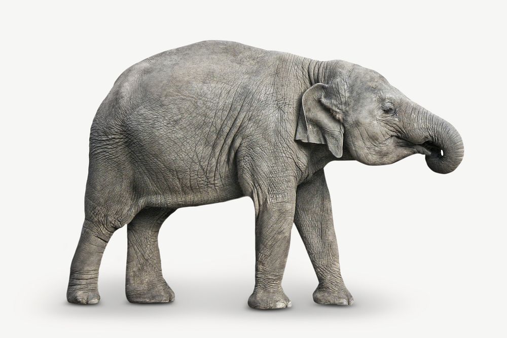 Grey elephant animal psd | Premium PSD - rawpixel
