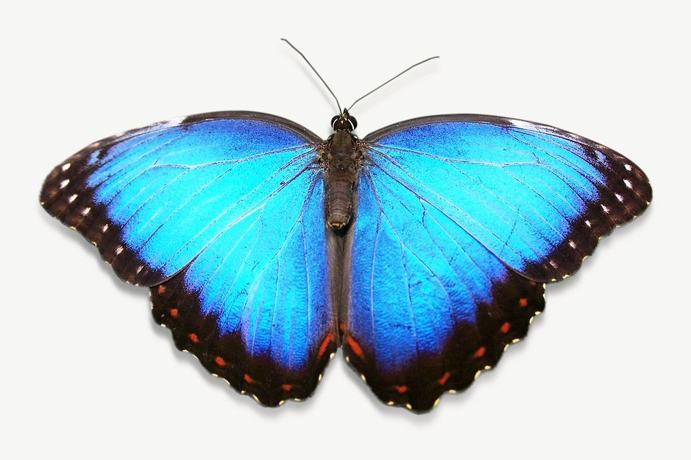 Blue butterfly image graphic psd | Premium PSD - rawpixel