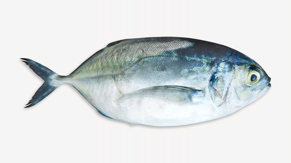 Blue runner fish isolated image | Free Photo - rawpixel