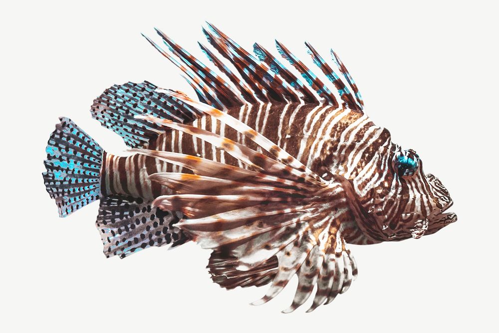 Exotic lionfish design element psd | Premium PSD - rawpixel