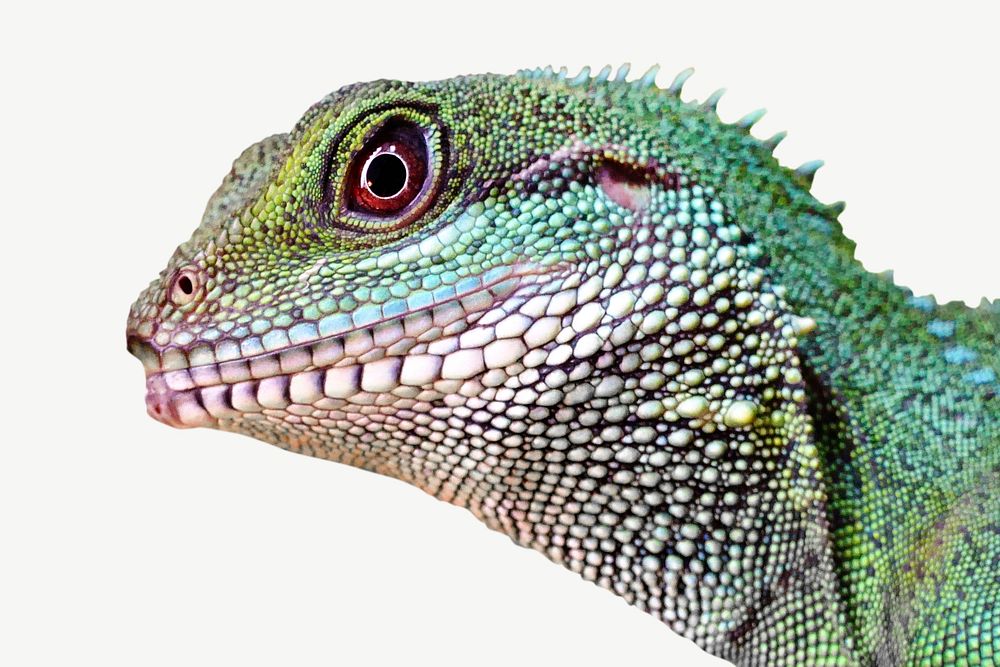 Lizard head image graphic psd | Premium PSD - rawpixel