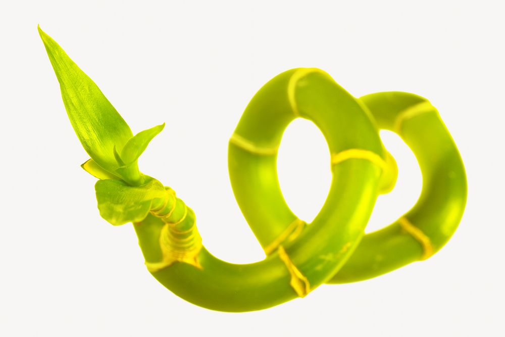 Curve stem image | Free Photo - rawpixel