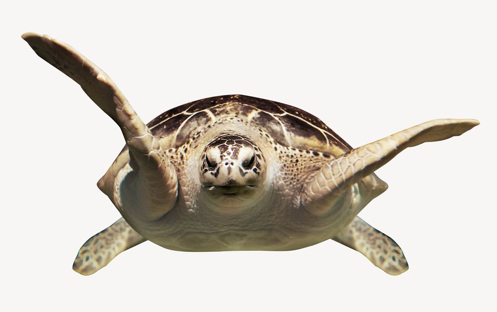 Sea turtle image on white | Free Photo - rawpixel