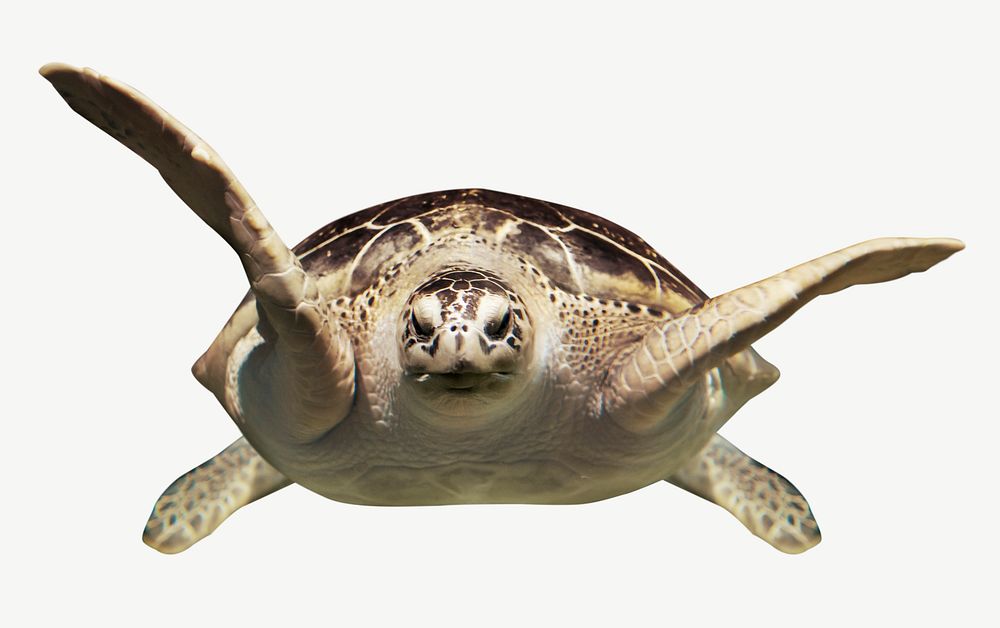 Sea turtle image graphic psd | Premium PSD - rawpixel
