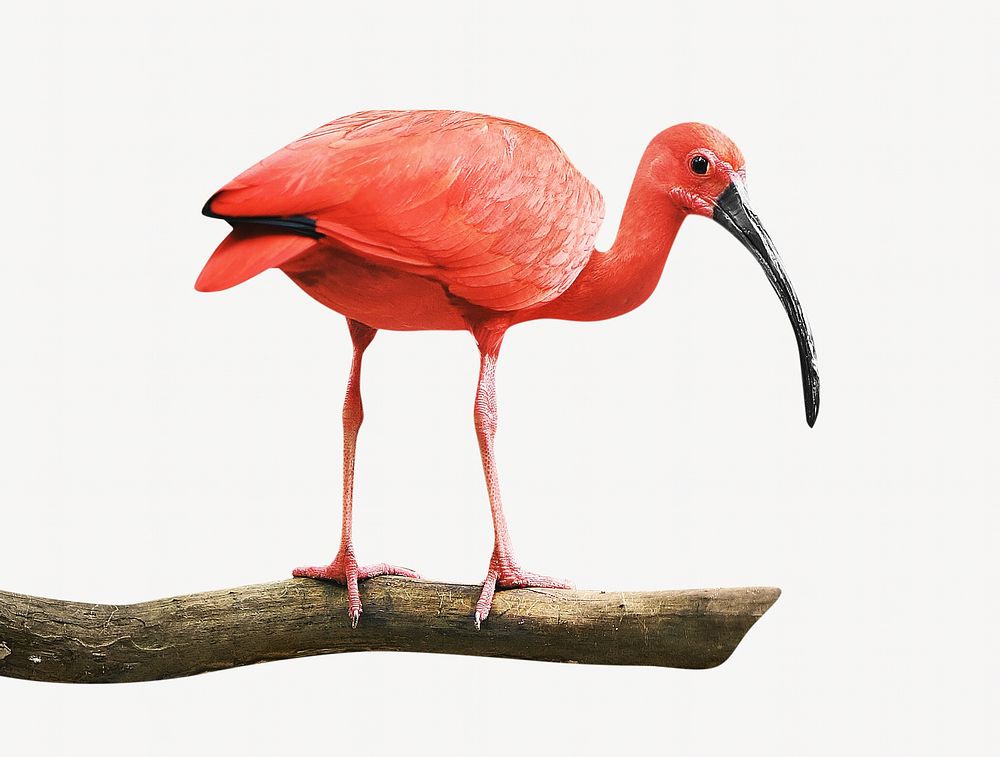 Red ibis bird, isolated design | Free Photo - rawpixel