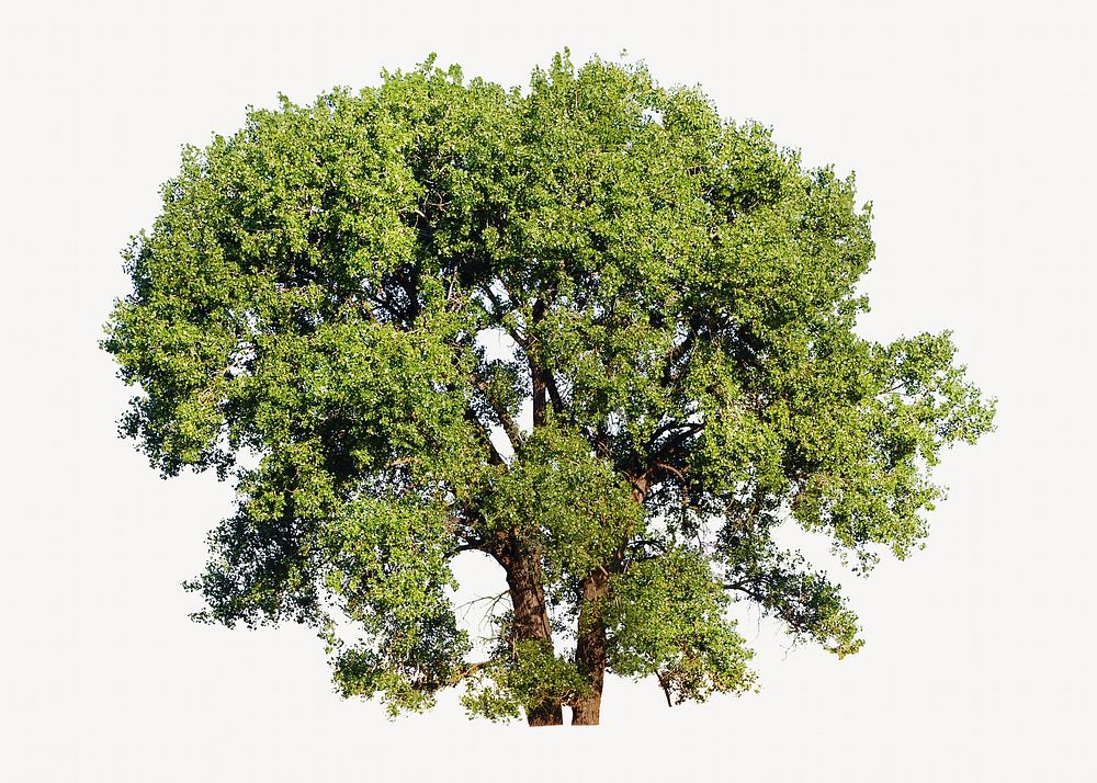Green tree isolated image | Free Photo - rawpixel