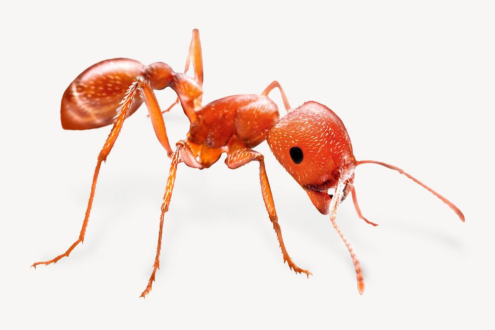 Ant isolated image on white | Free Photo - rawpixel