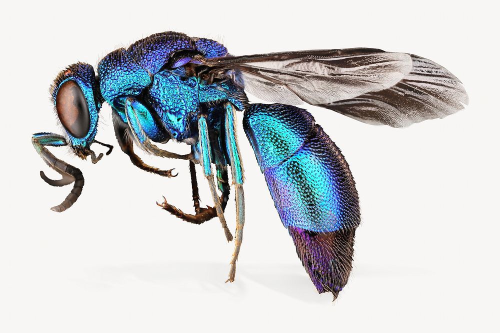 Blue insect isolated image white | Free Photo - rawpixel