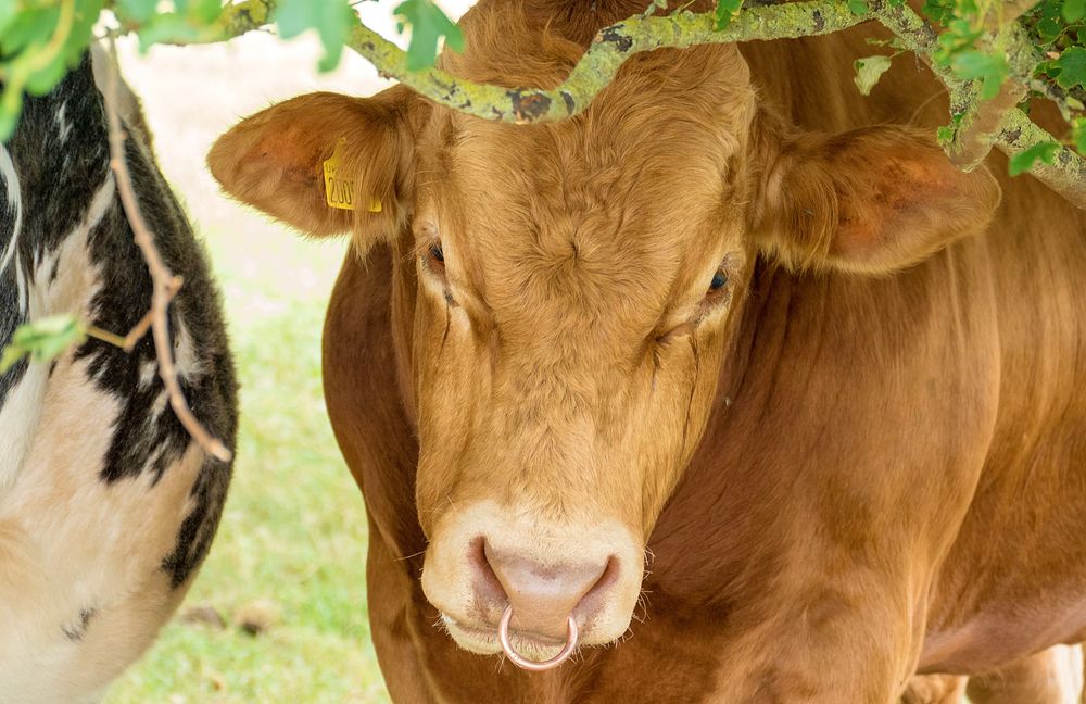 Friendly Bull? | Free Photo - rawpixel