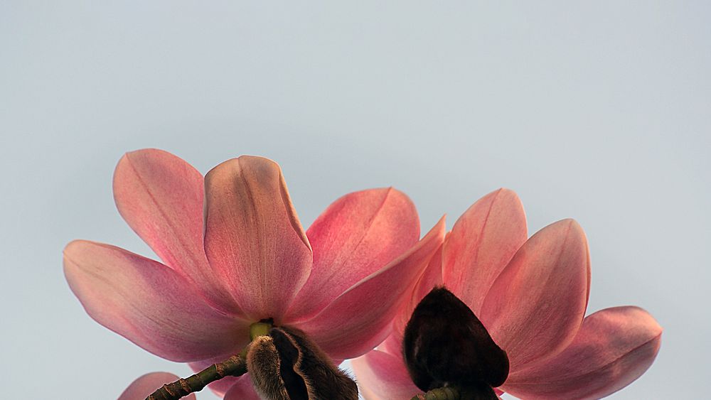 Pink magnolia flower desktop wallpaper, | Premium Photo - rawpixel