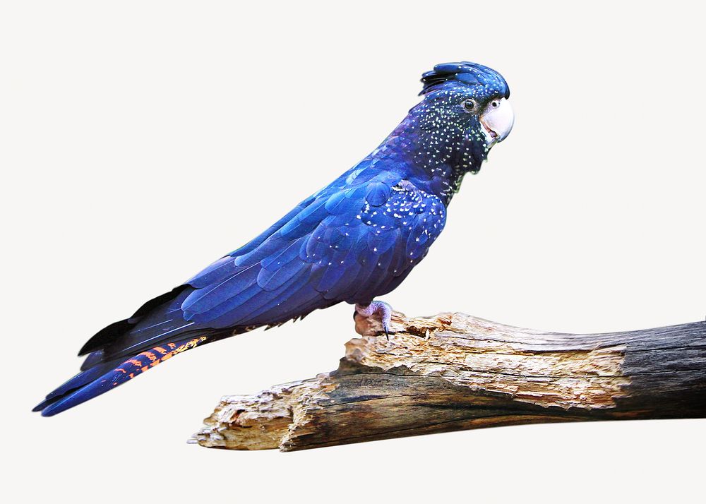 Blue Cockatoo isolated image | Free Photo - rawpixel