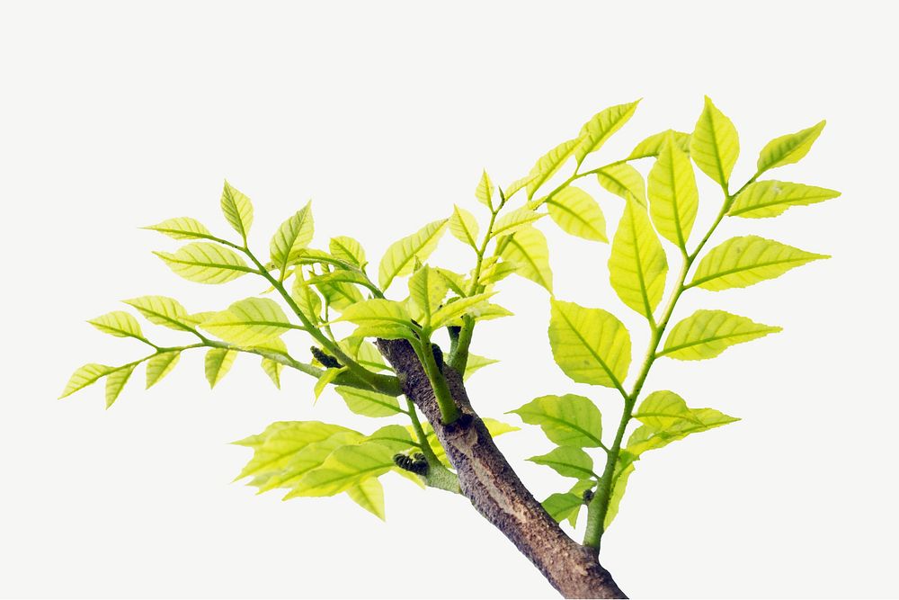 Tree branch psd collage element | Premium PSD - rawpixel