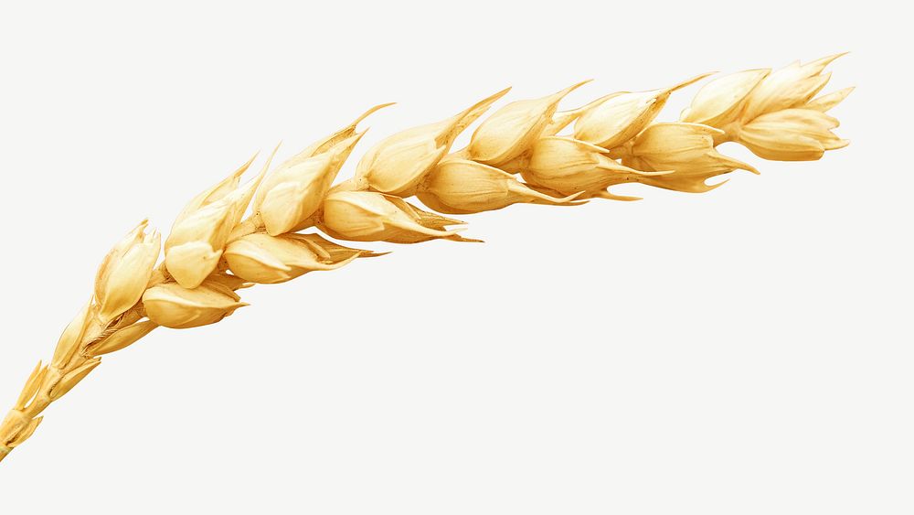 Wheat collage element psd | Premium PSD - rawpixel