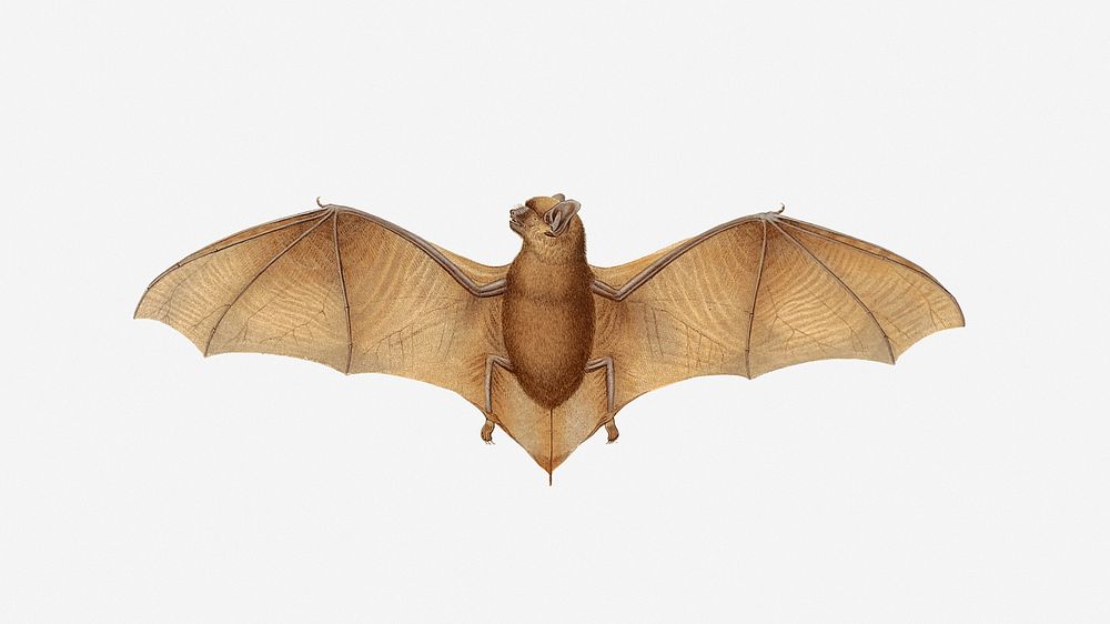 Bat illustration. | Free Photo Illustration - rawpixel