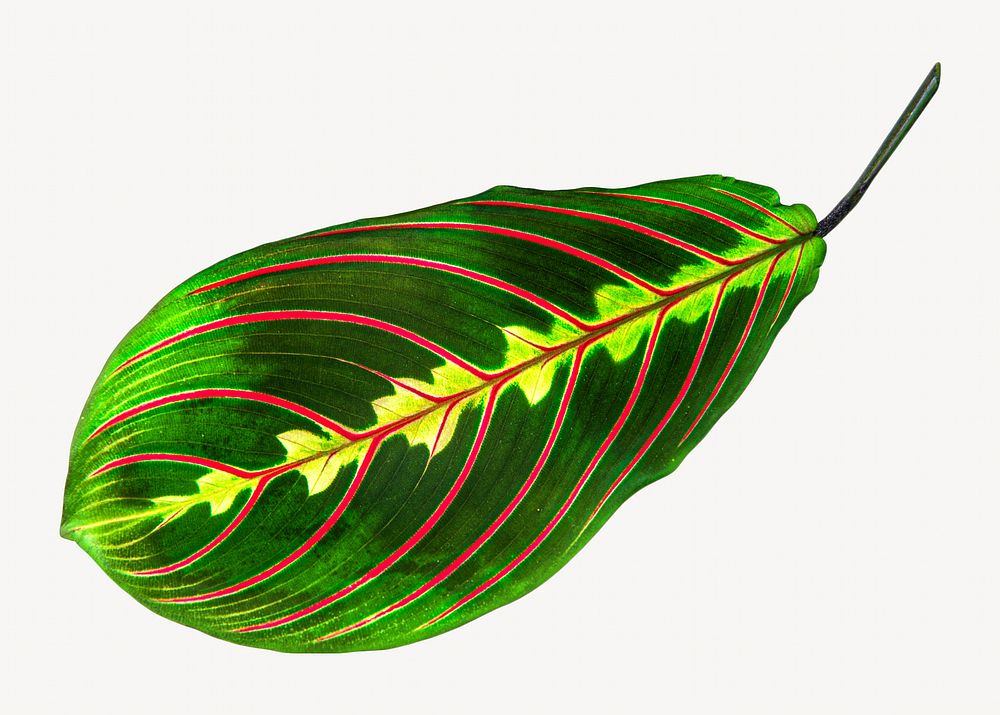 Maranta leaf, isolated image | Free Photo - rawpixel