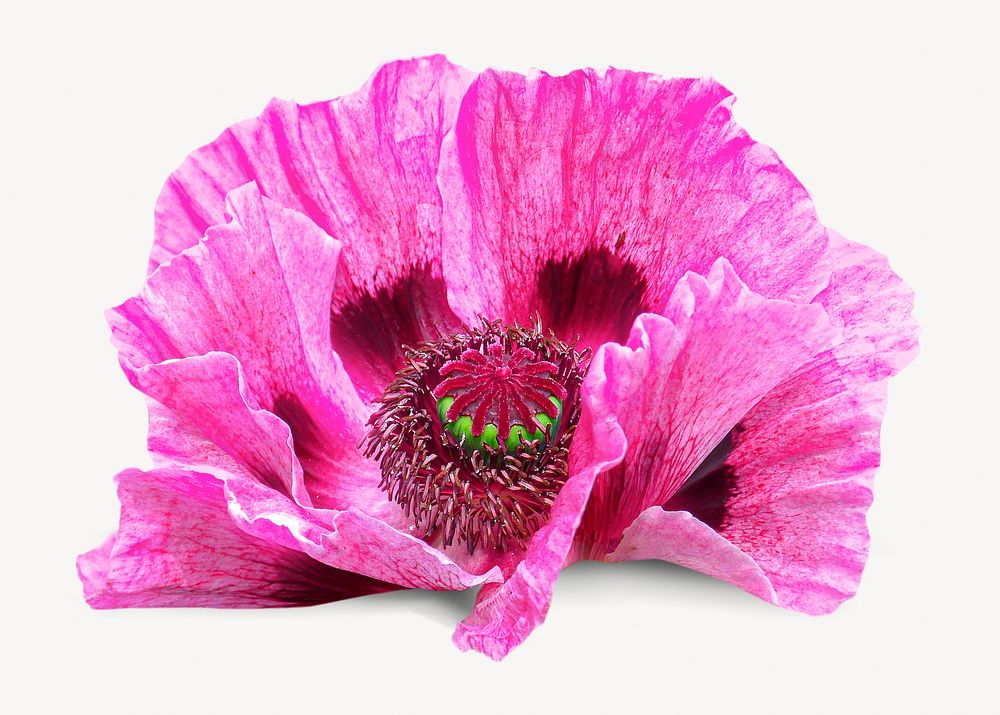 Pink flower, isolated image | Free Photo - rawpixel