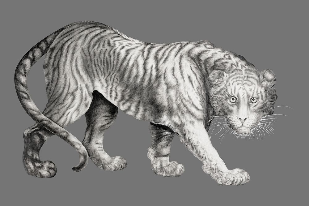 Prowling tiger, wildlife illustration psd. | Premium PSD Illustration ...