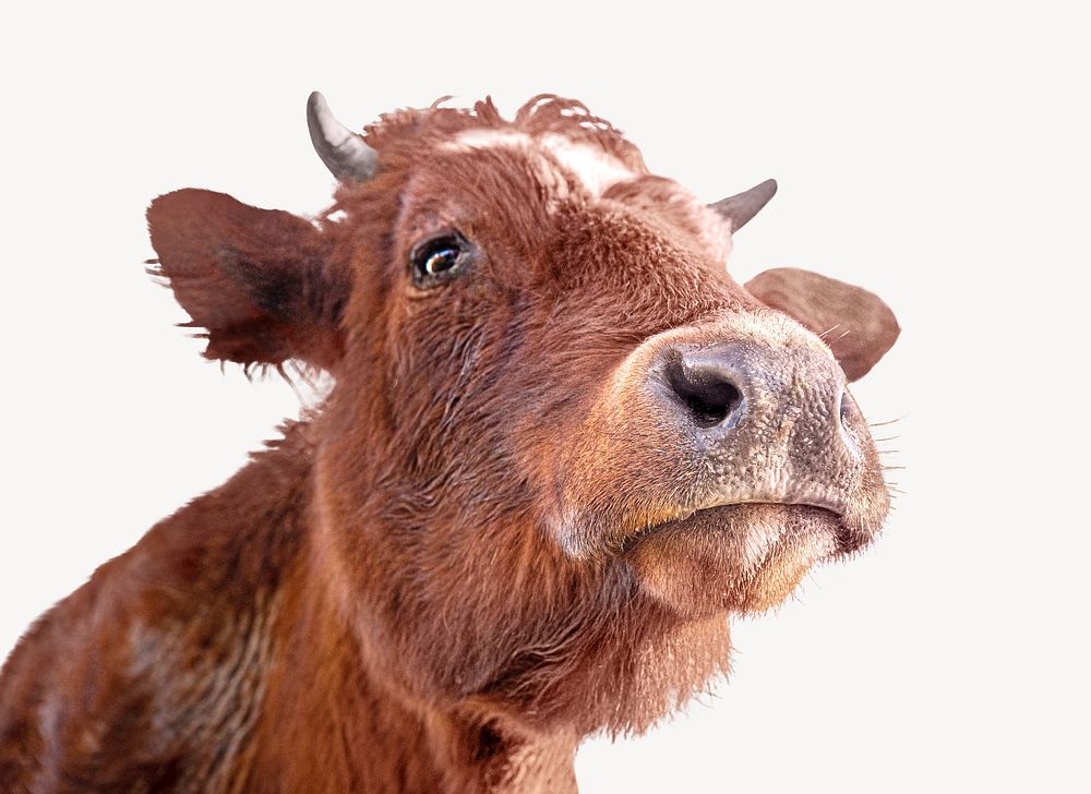 Cow isolated image | Free Photo - rawpixel