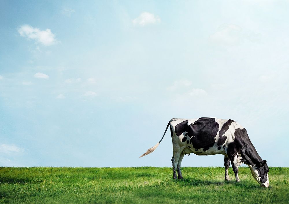 Cow grazing grass background | Premium Photo - rawpixel