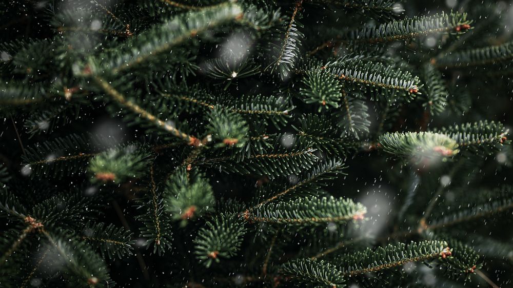 Green pine tree computer wallpaper | Free Photo - rawpixel