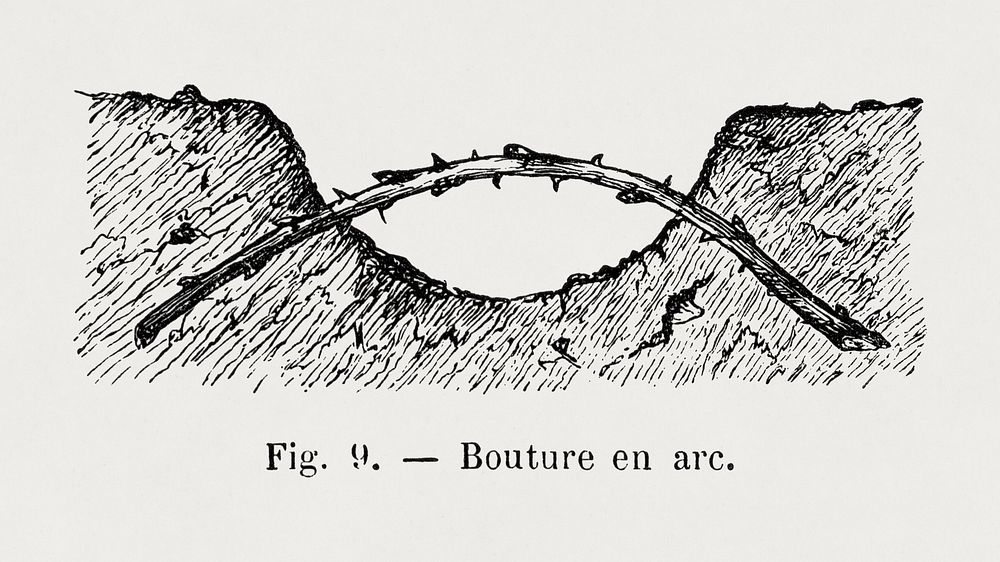 Thorned tree branch, botanical illustration | Free Photo Illustration ...