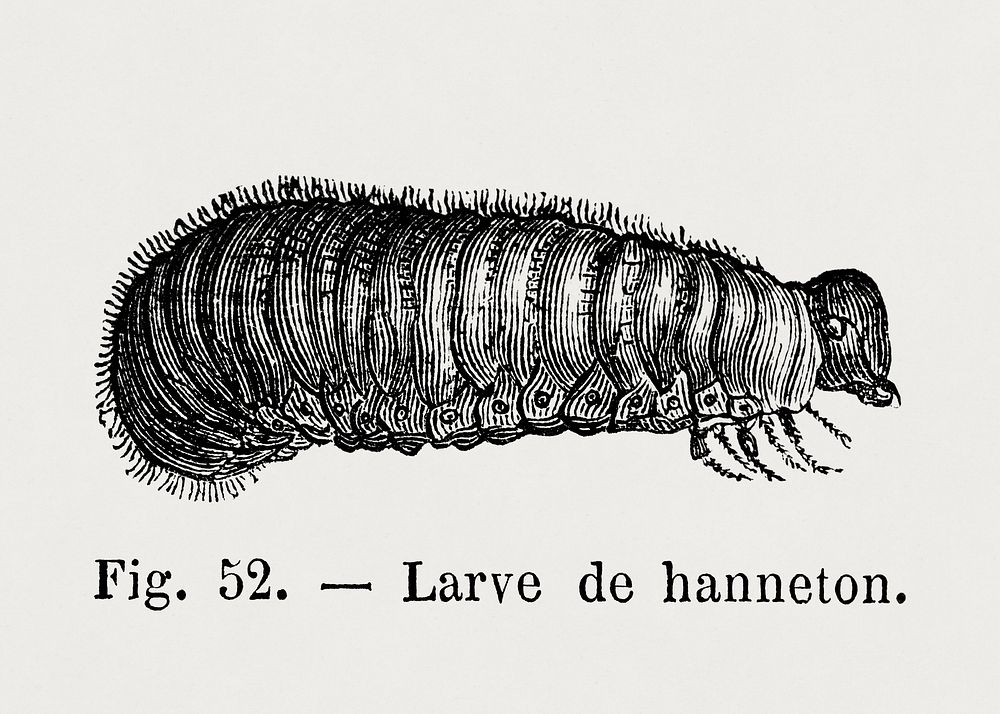 Cockchafer, vintage insect illustration François-Frédéric | Free Photo ...