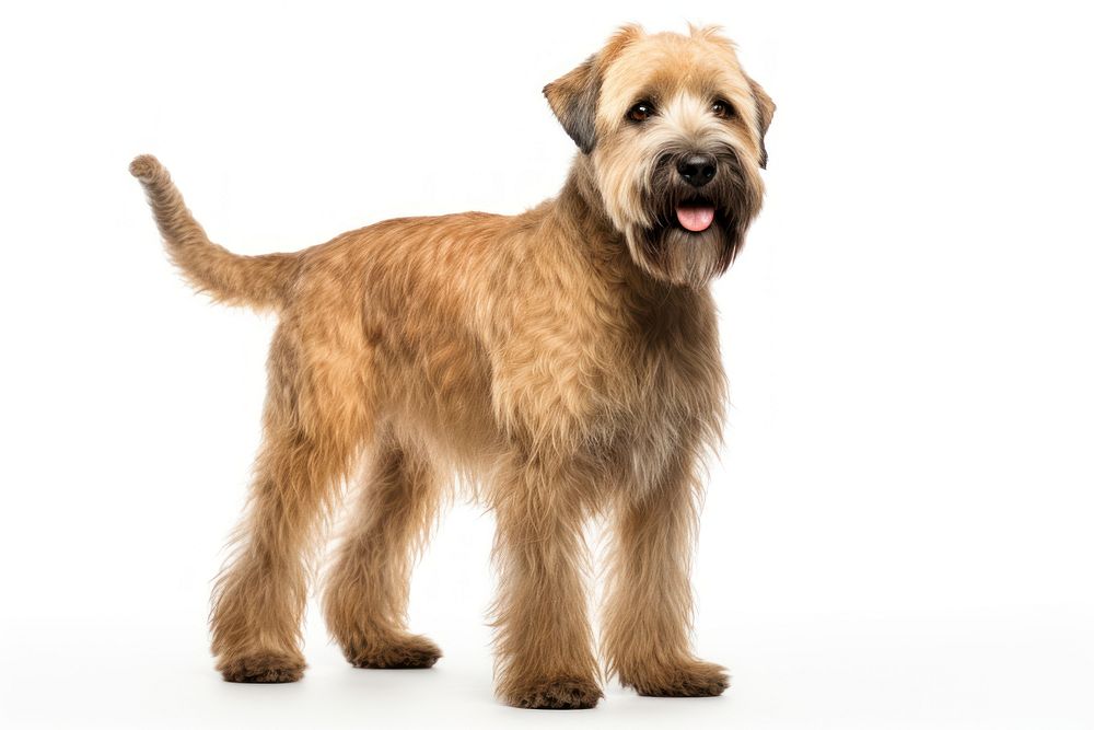 Terrier mammal animal pet. | Free Photo - rawpixel