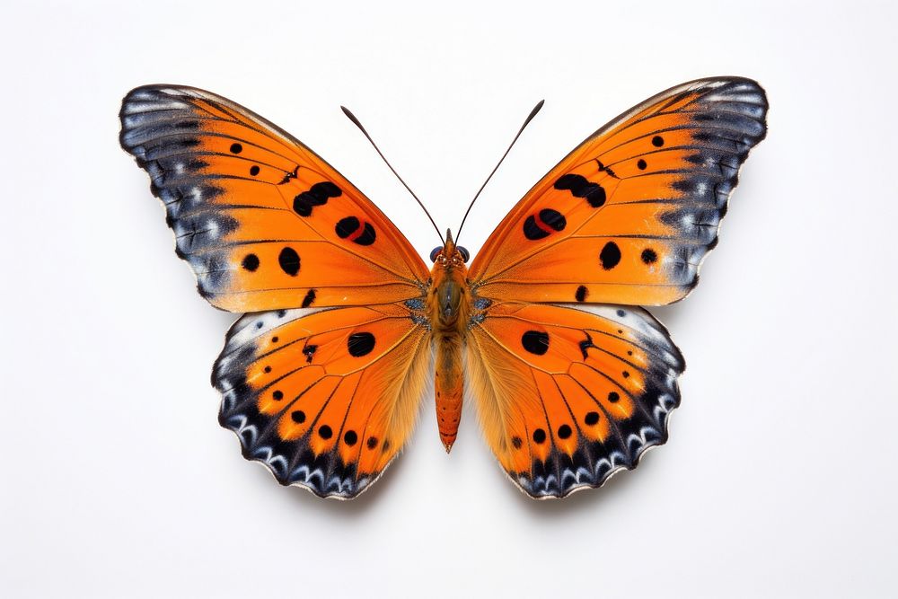 Butterfly insect animal white background. | Premium Photo - rawpixel