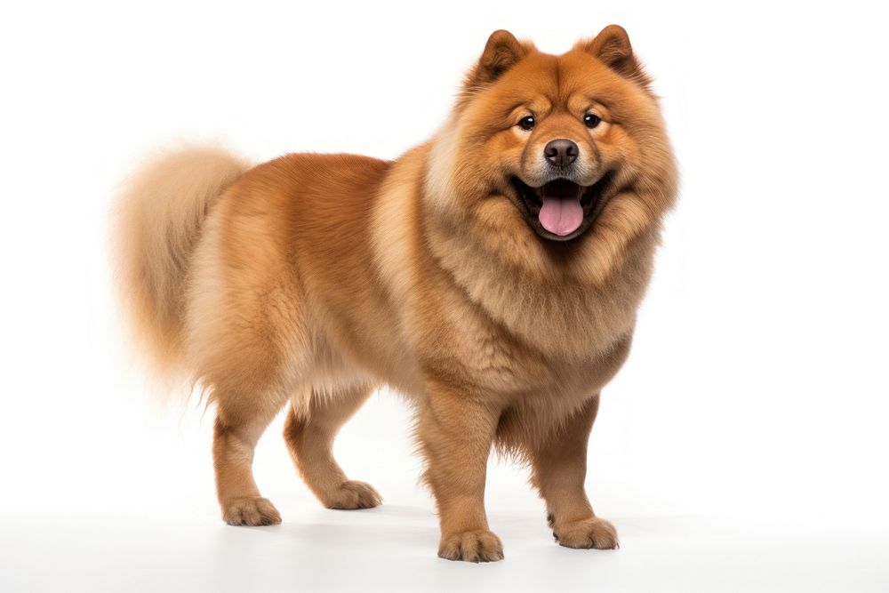 Dog mammal animal chow. | Free Photo - rawpixel