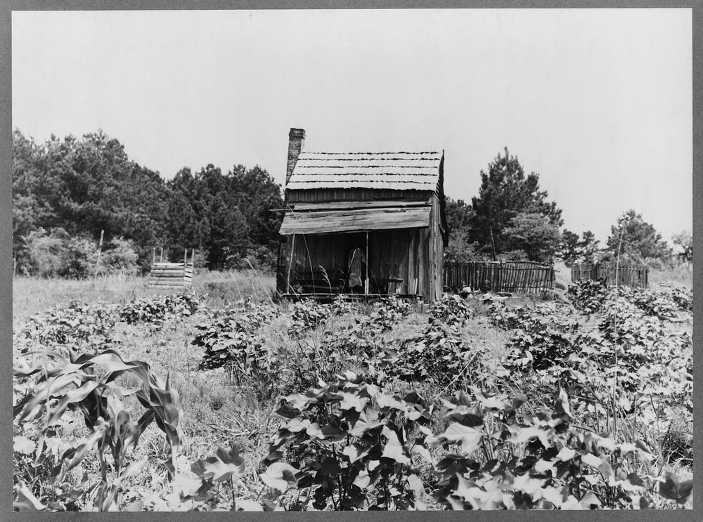 Sharecropper's cabin, cotton and corn, | Free Photo - rawpixel
