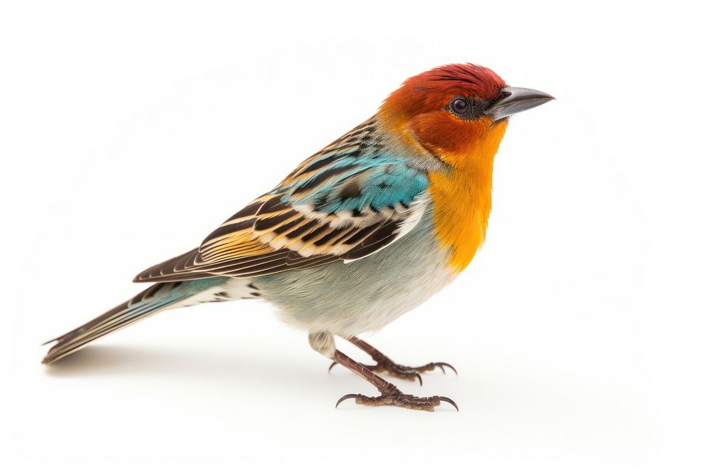 Bird animal beak white background. | Premium Photo - rawpixel