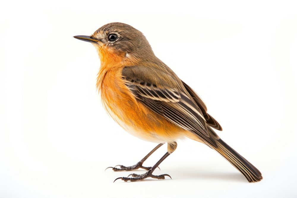 Bird animal robin white background. | Free Photo - rawpixel