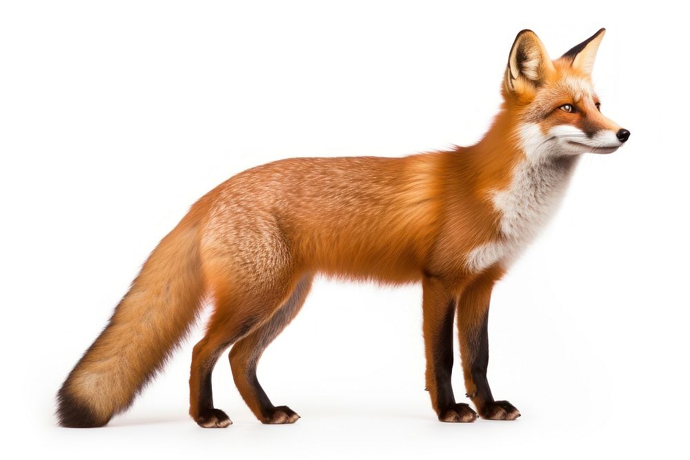 Fox wildlife animal mammal. AI | Free Photo - rawpixel